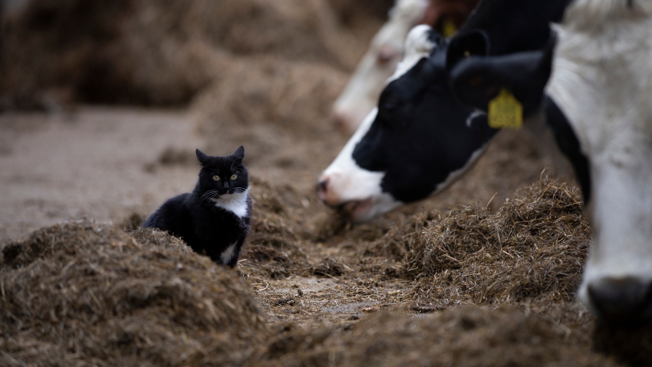 6 Animals That Make Friends With Barn Cats