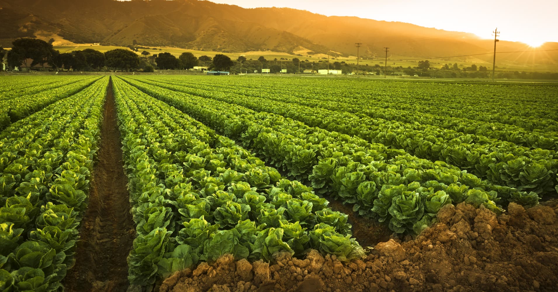 The true cost of Trump's tariffs: American farmers speak out