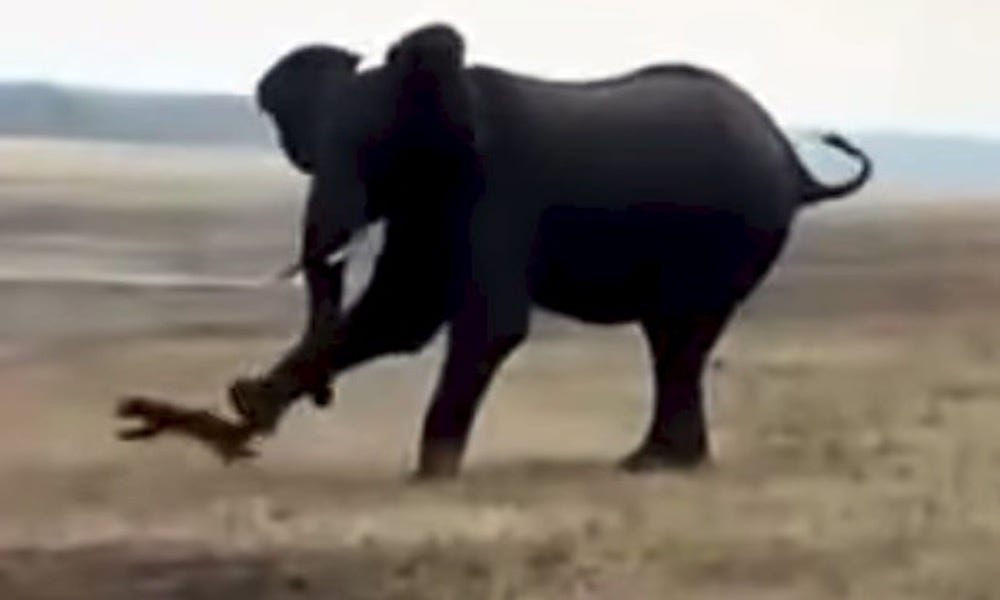 Watch: Elephant kicks a ‘terrorizing’ honey badger, sends it flying