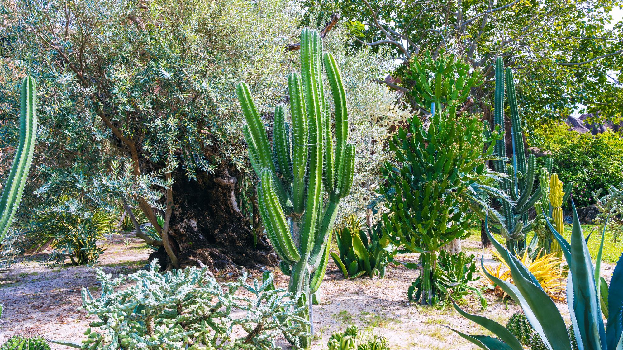 16 Rare Desert Plants and Blooming Flowers