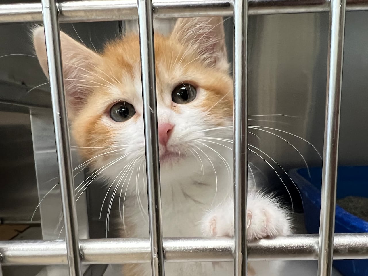 Ever wondered about animal law? U of T launches what it calls first-of ...
