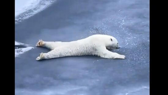 Polar bear slides across delicate ice sheet, internet hails its clever ...