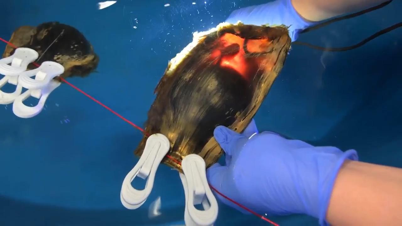 See the zebra shark eggs from Washington state zoo headed for the wild ...