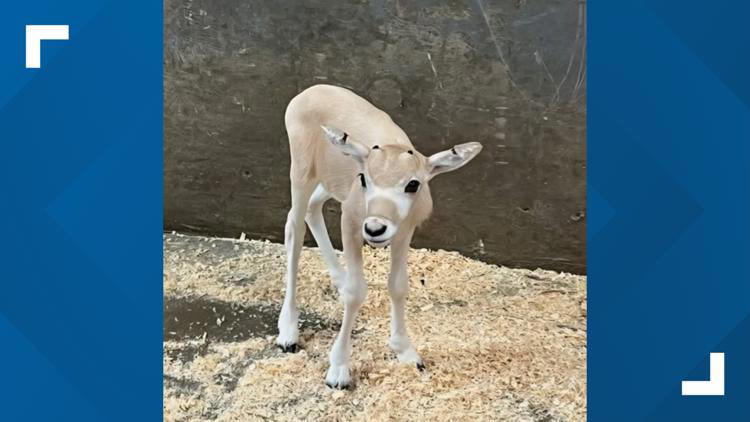 Critically endangered addax calf born at Saint Louis Zoo