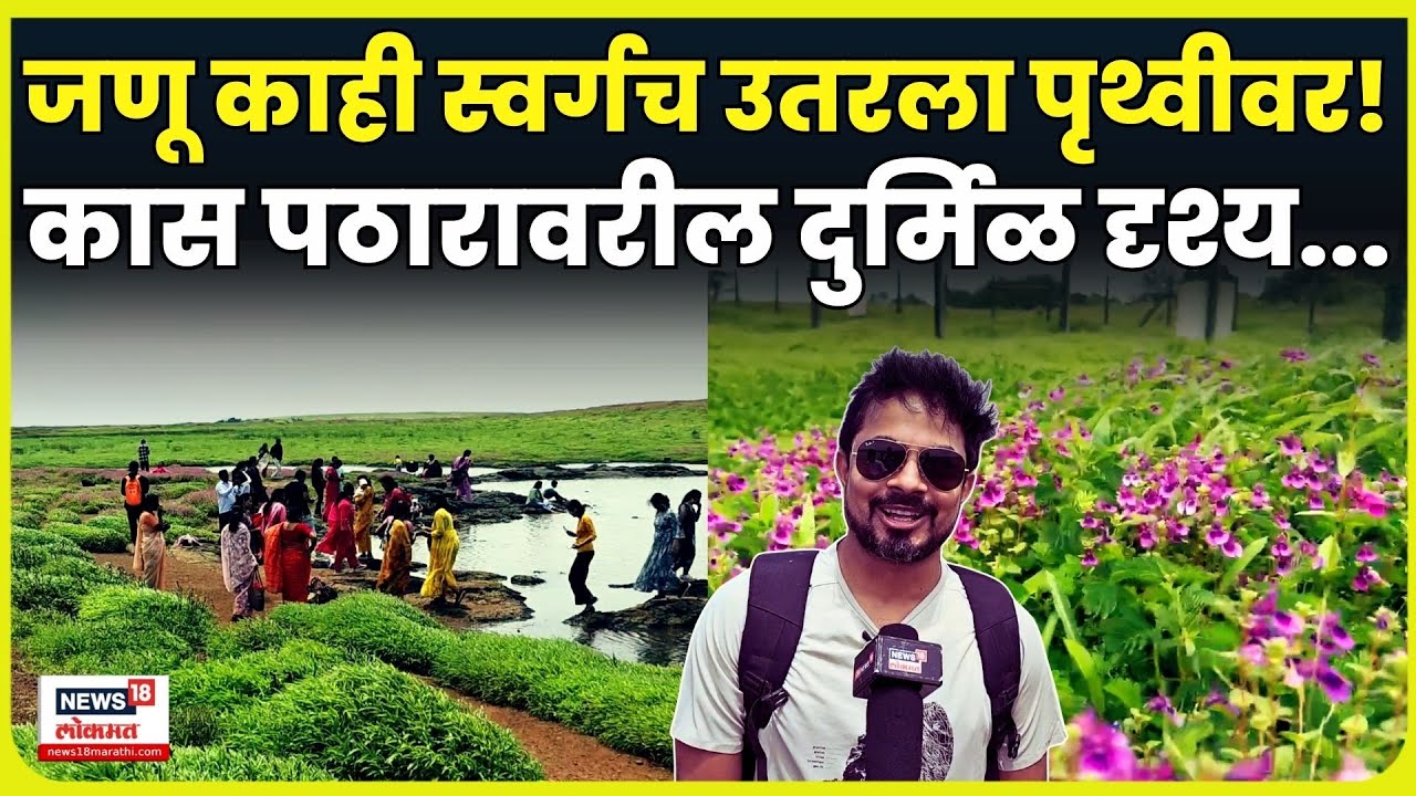 Kas Pathar Satara News | कास पठारावरील दुर्मिळ दृश्य | 4K Video | N18V