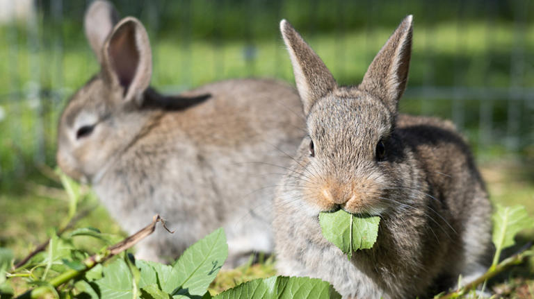 The Self-Seeding Herb You Can Plant To Keep Rabbits At Bay In The Garden