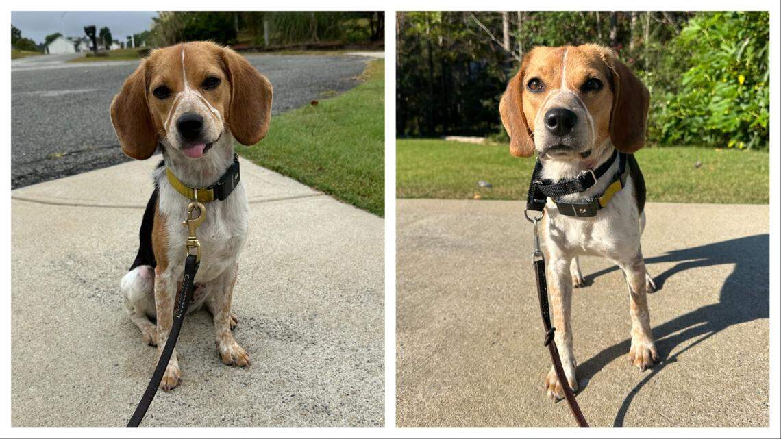 Dog with rough past now ‘wiggles with excitement.' She needs a new home