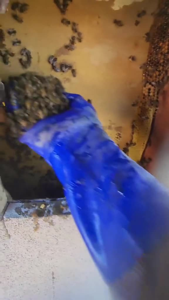 Hidden Beehive Revealed Inside a Home Wall