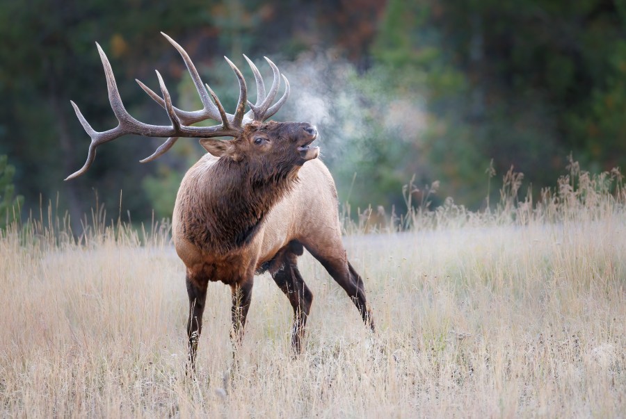 Three Missouri men sentenced for poaching elk, leaving it to rot