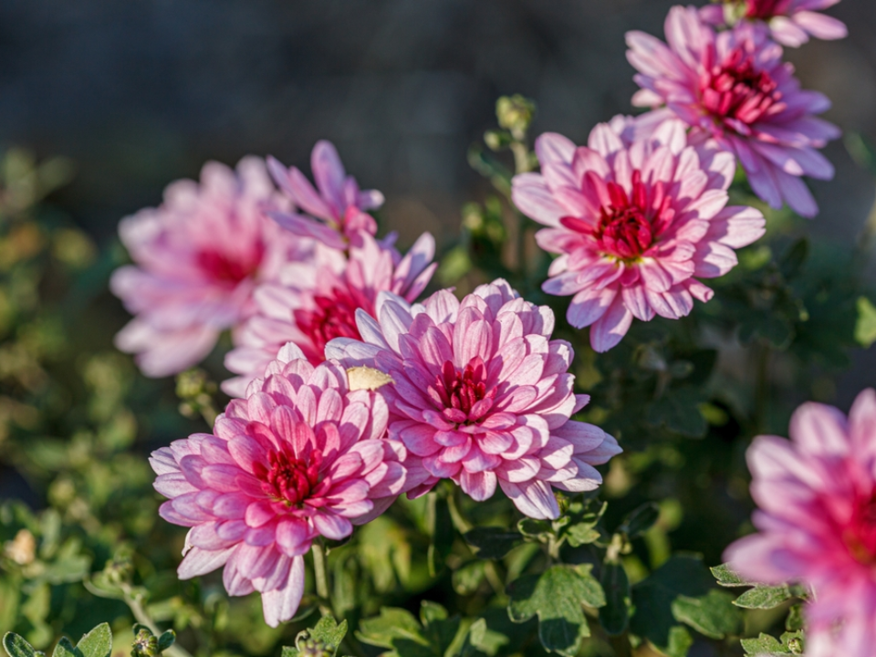 15 Blooms That Turn Vibrant as Temperatures Drop