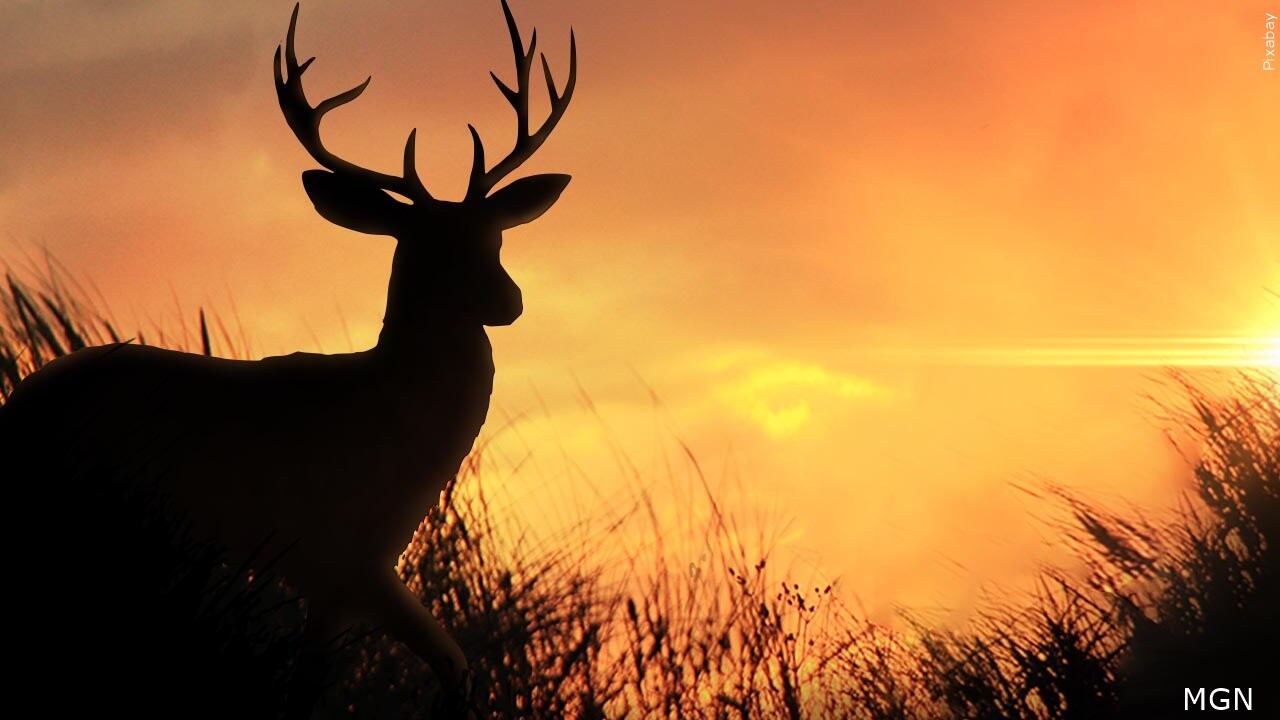 Bans on baiting and feeding deer stops the spread of diseases ...