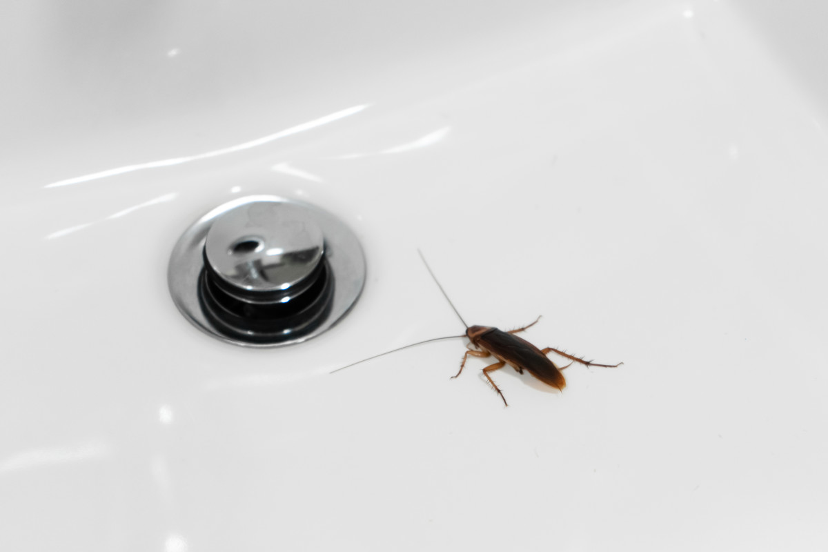 Found a Bug in a Drain? Here's What it Could Be