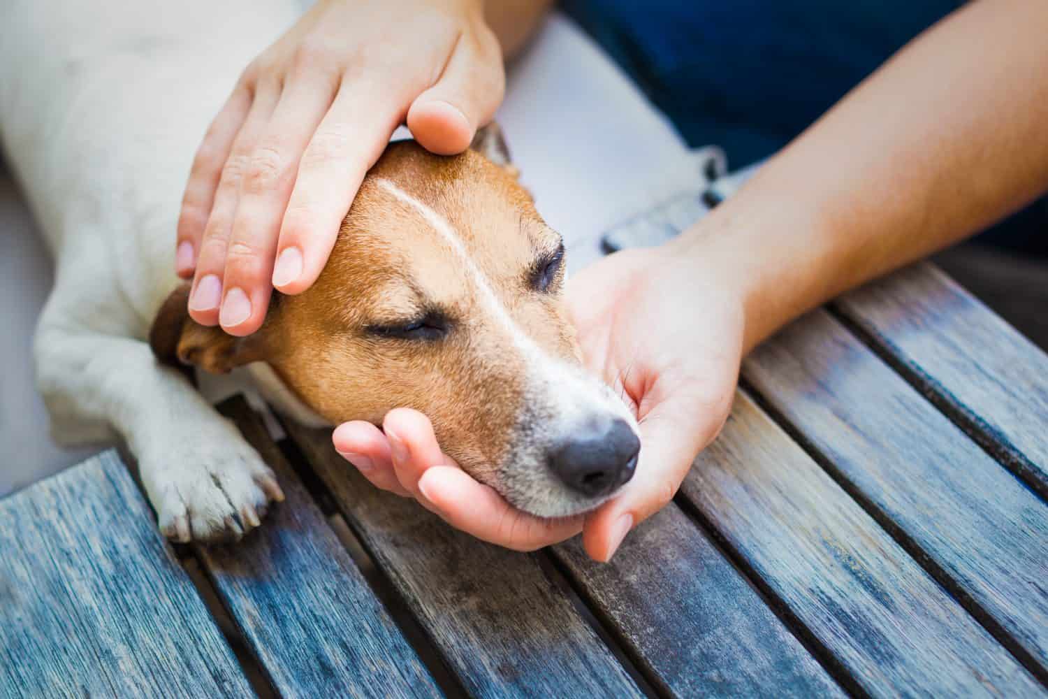 Common Warning Signs Your Dog May Be in Pain