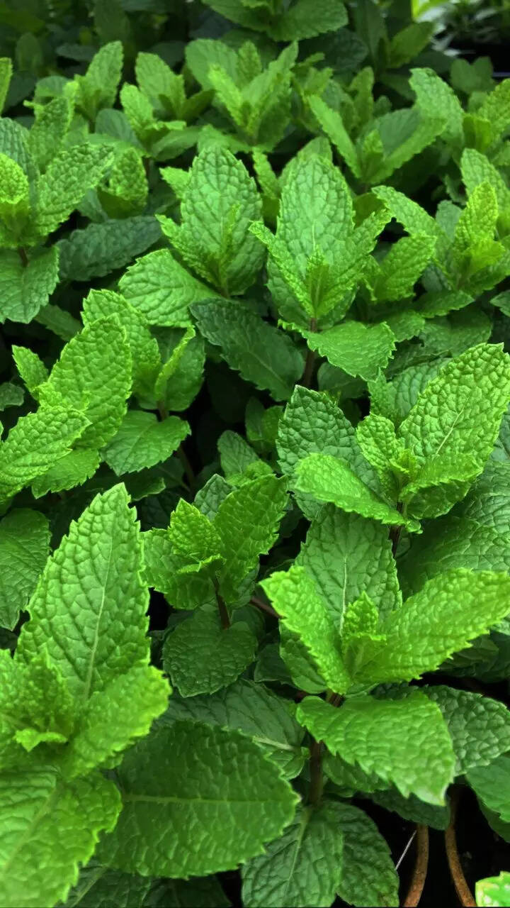 How to grow mint at home in balcony garden