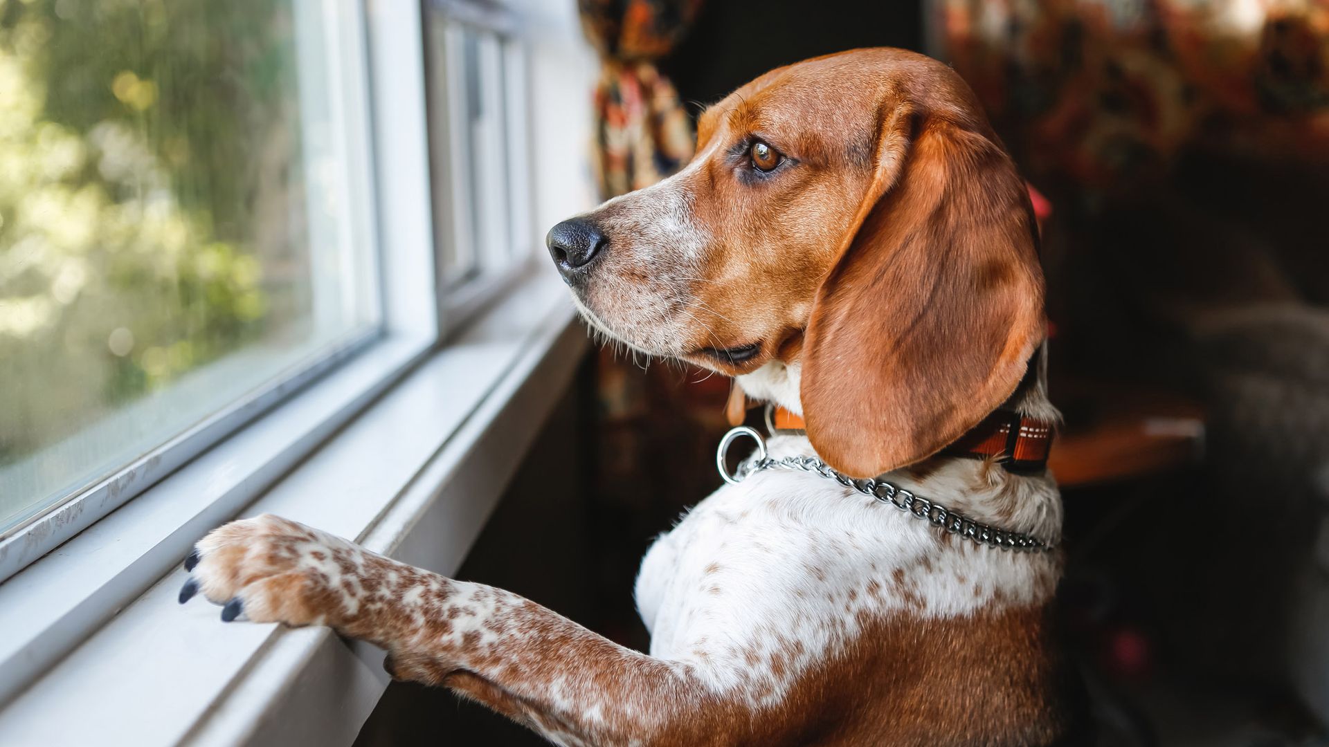 "No es telepatía, es ciencia": la veterinaria Ana Ramírez explica cómo ...