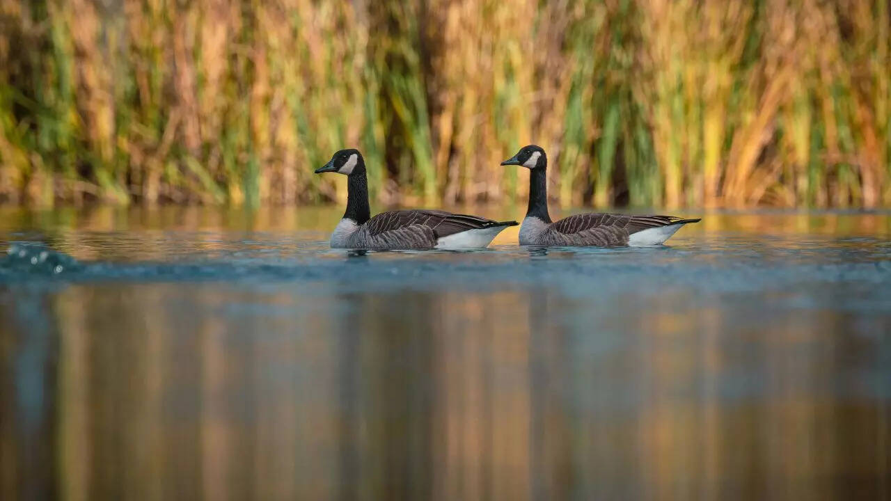 Canada’s 10 most iconic animals- Find out which ones are endangered!