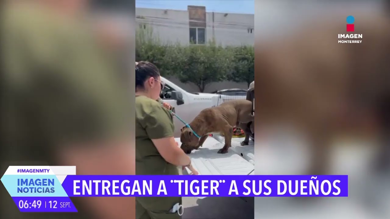 Perrito rescatado en incendio es entregado a sus dueños | Noticias MTY ...