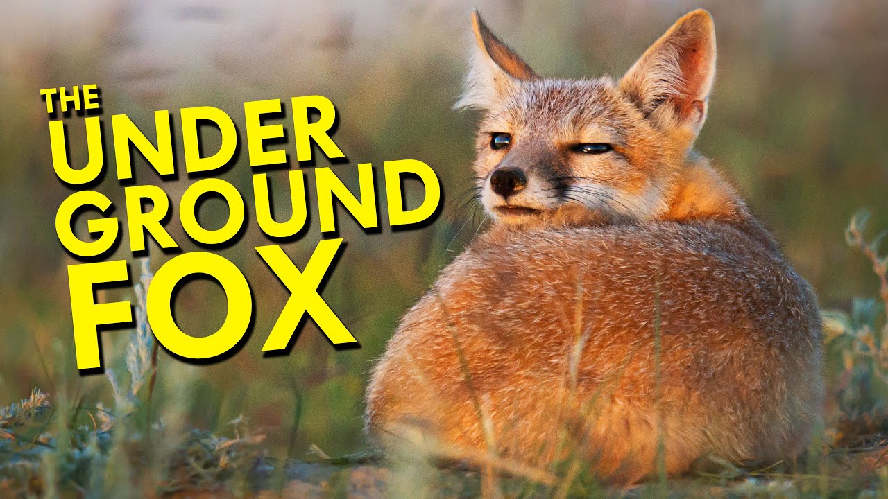 Swift Fox: The Underground Fox
