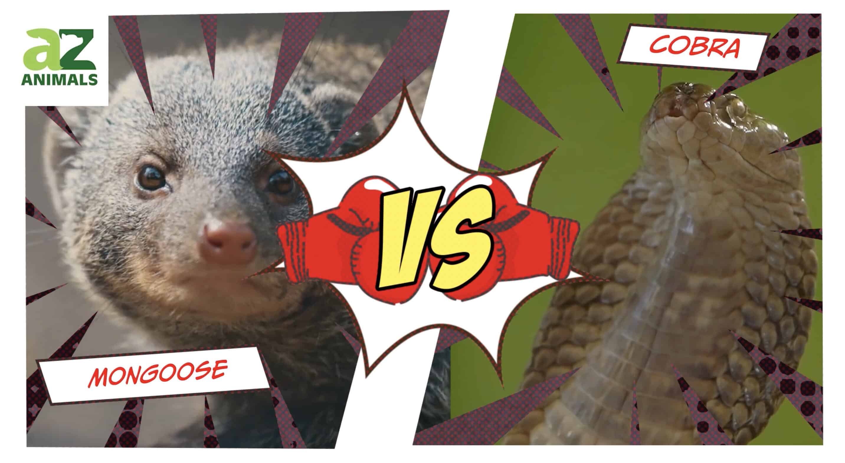 Cobra Venom vs. Mongoose Speed: Nature’s Fiercest Rivalry