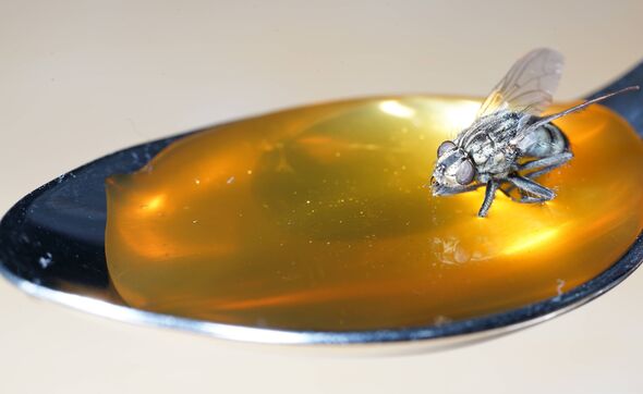 Fruit flies and spiders will stay away from your home with expert's ...