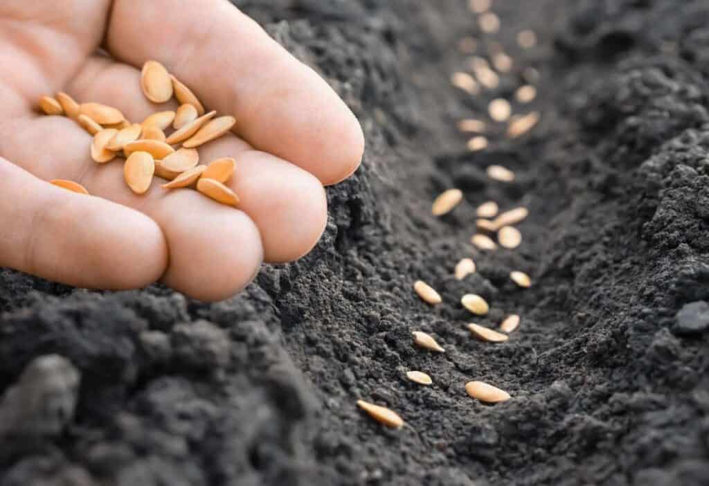 Build a fall garden even if you missed spring planting