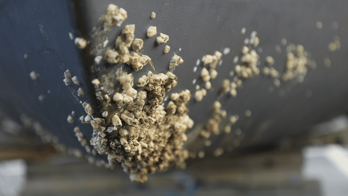 For The First Time, We've Found Evidence Climate Change Is Attracting ...