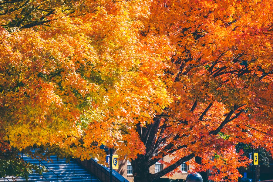 ETSU: Ideal conditions for fall colors ahead