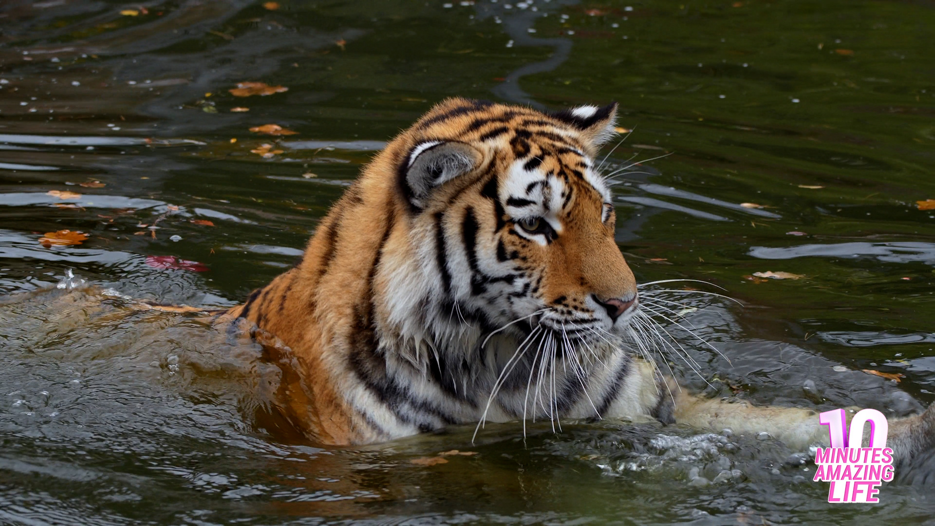 Siberian tiger swimming in the water