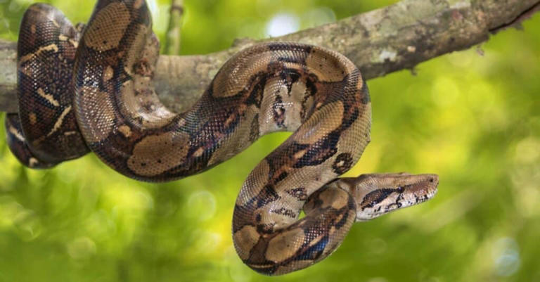 7 Snakes That Give Birth to Live Young (As Opposed to Eggs)