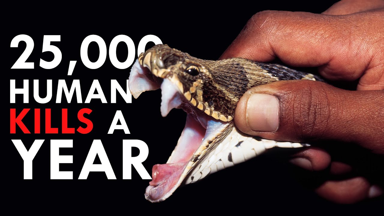 The Big Four: Snakes With the Biggest Kill Count