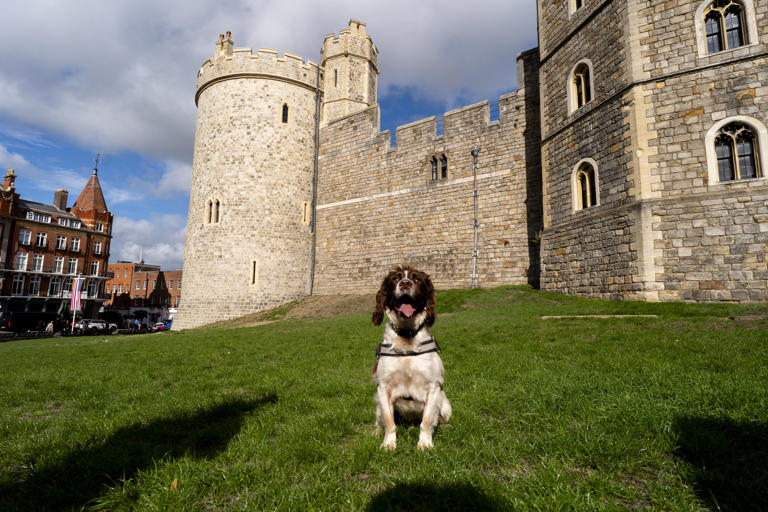 Specialist police search Windsor ahead of Trump’s state visit