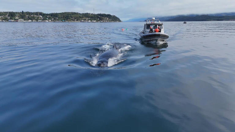 Humpback whale tangled in fishing gear on B.C.'s coast freed after 3 ...
