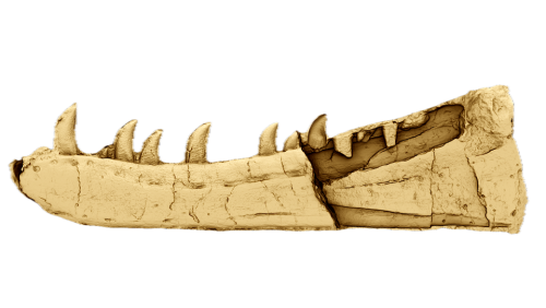 New dinosaur species named after fossil analysis