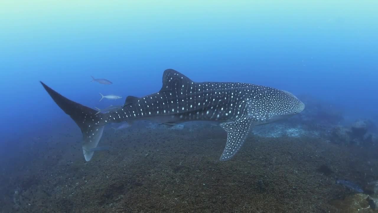 Whale Shark Up-Close: Footage of the Largest Known Fish Species