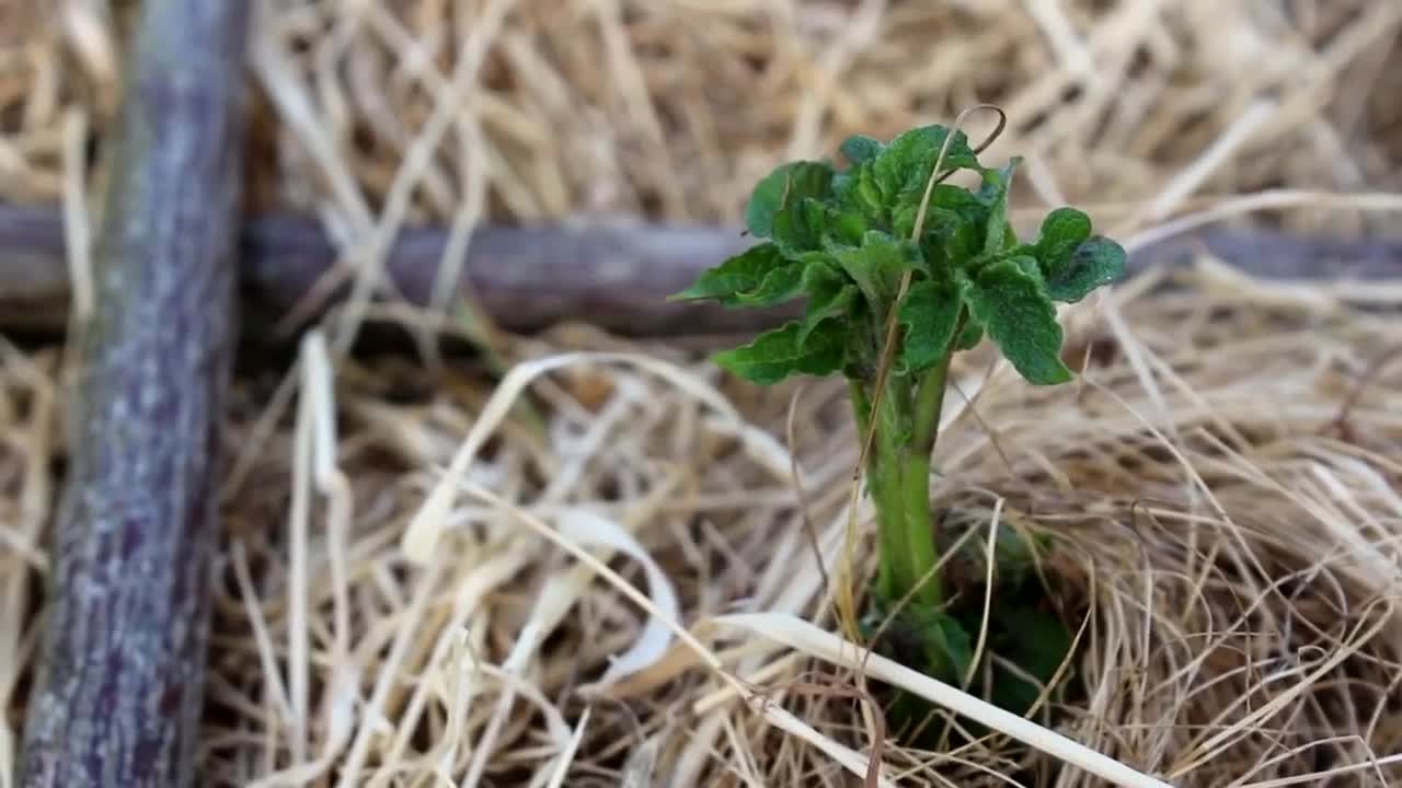 Easy Potato Growing Method That Requires No Digging