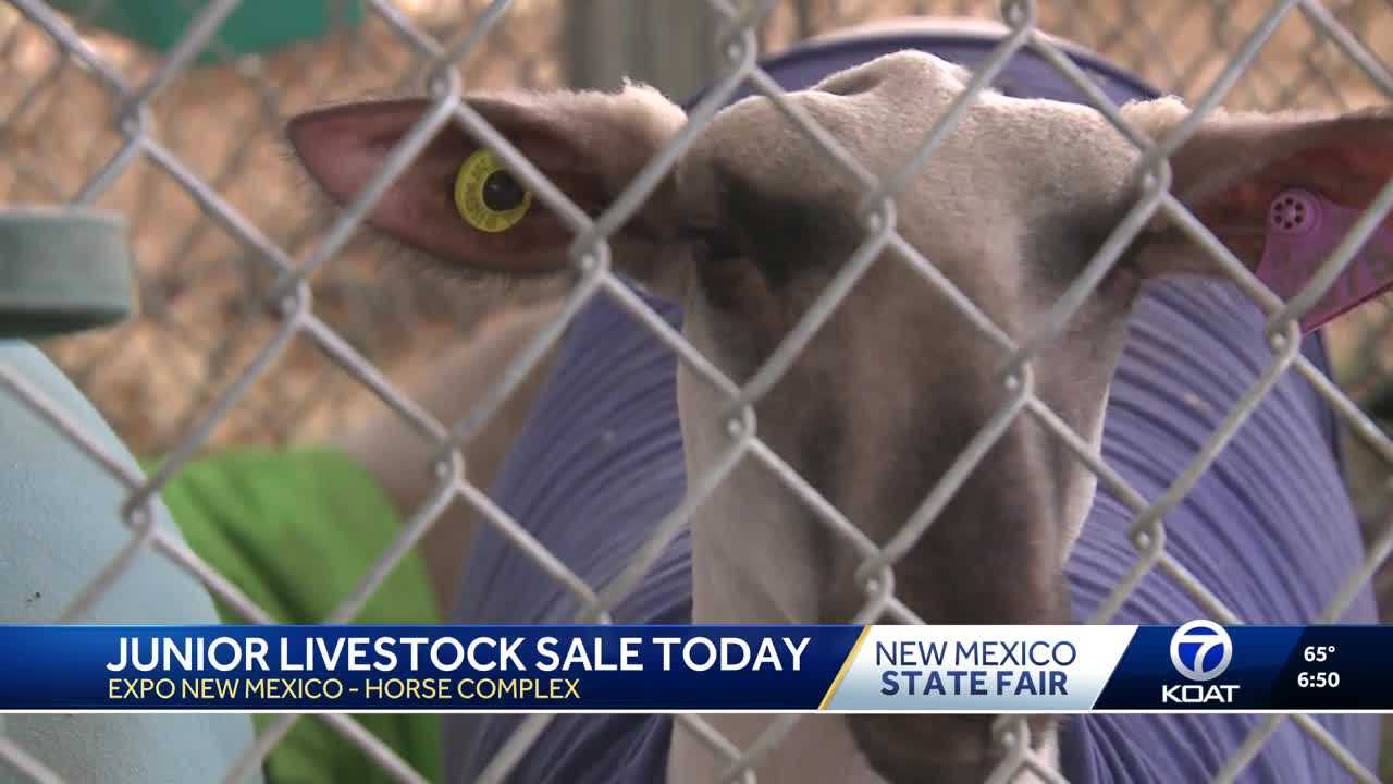 Students showcase months of work as livestock heads to state fair auction