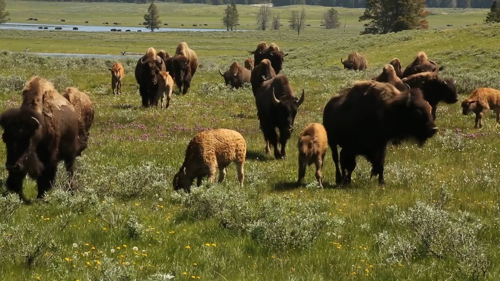Drone Flight Over Bison Herds on the Great Plains