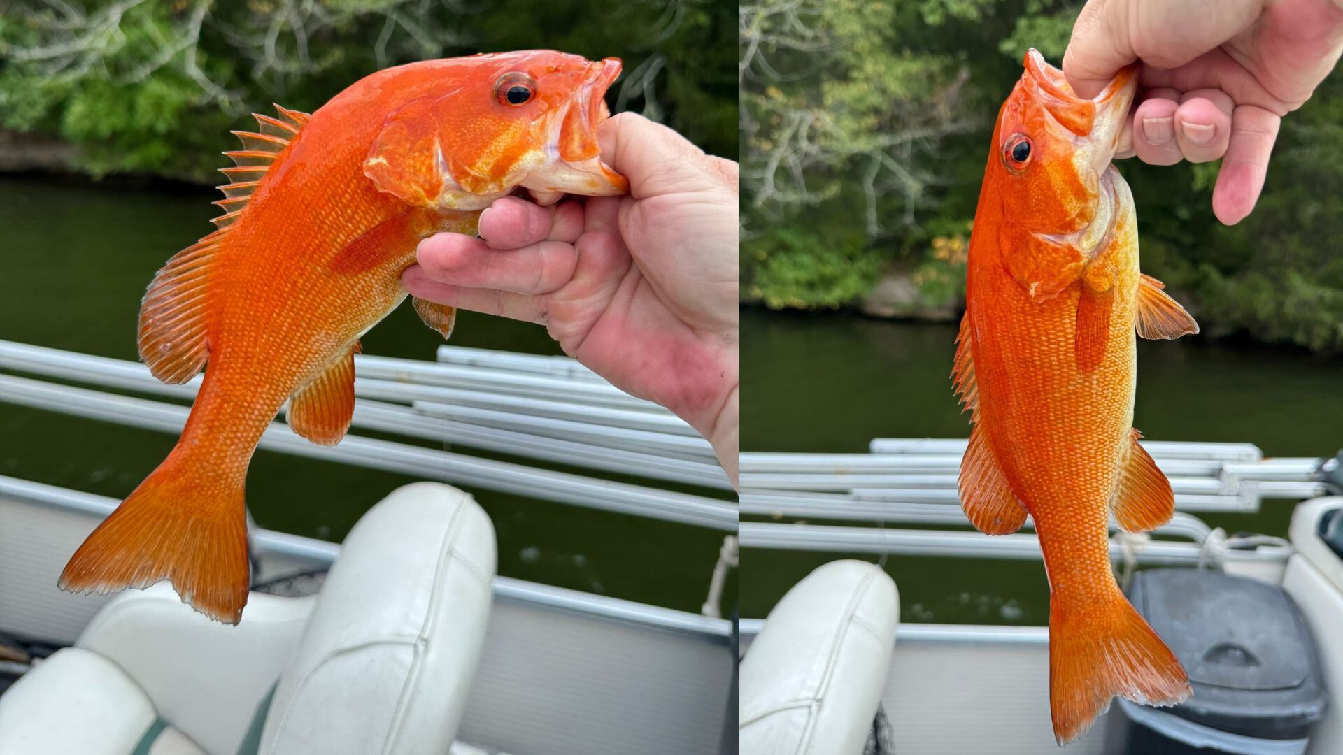 ‘One-in-a-million catch.’ Orange bass caught in TN lake