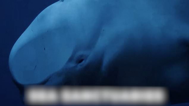 Beluga sanctuary left abandoned while whales are confined indoors
