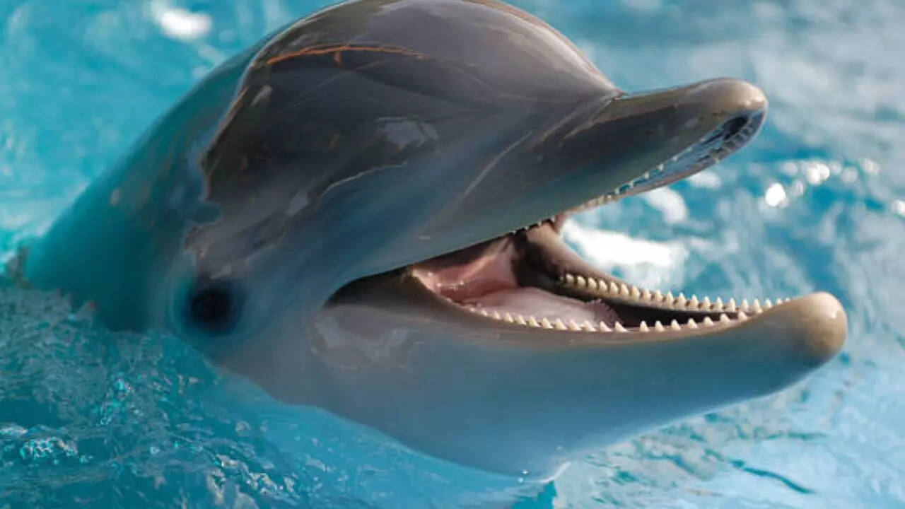 5 animals that act like humans and why