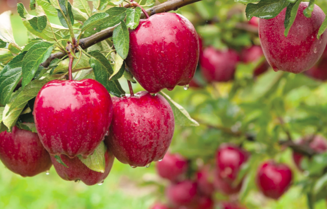 Kashmir fruit growers send SOS to PM Modi amid US-India trade deal ...