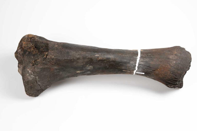 Ancient DNA reveals deeply complex Mastodon family and repeated ...