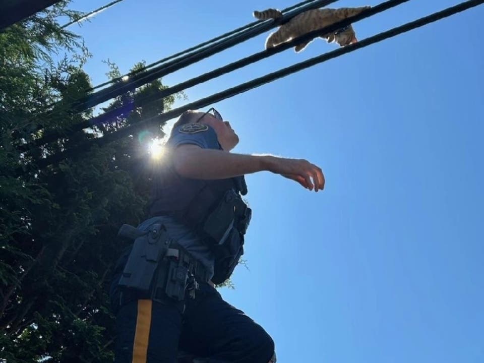 Cat Stuck In Overhead Wires Rescued By Sea Girt Police Officer