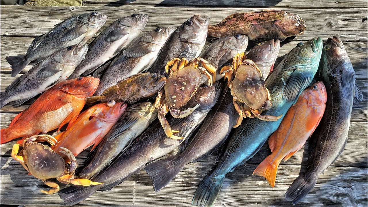 Hooking giant fish all day long!