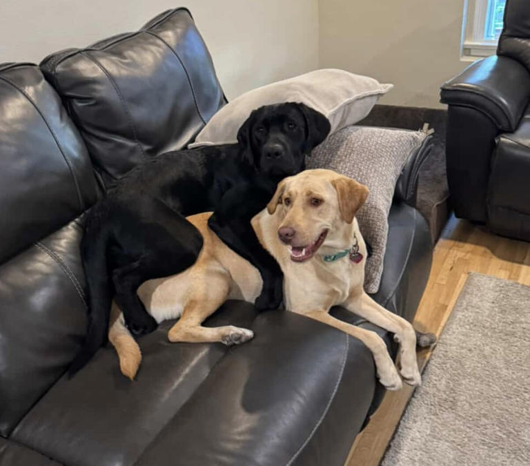 Socially Awkward Dog Learns To Accept New Pup's Over-The-Top Affection