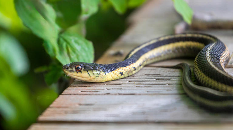Planting This Vegetable May Be The Key To Keeping Snakes Out Of Your Yard