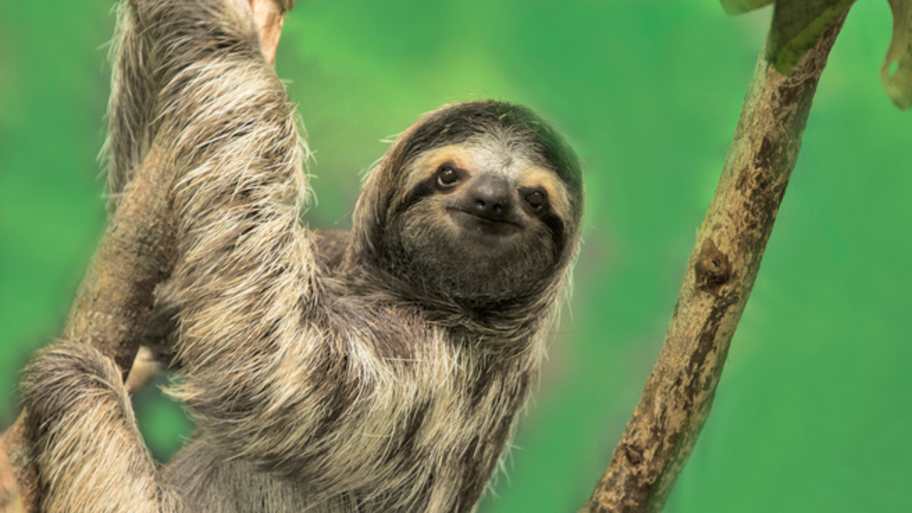 Why Are Sloths So Slow? The Answer Lies in Their Guts