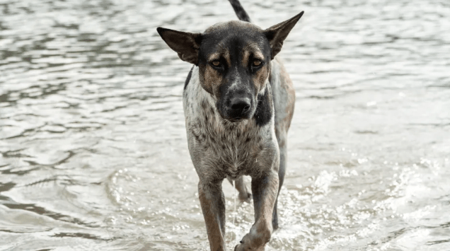 150,000 stray dogs roaming streets of Tijuana, city official says