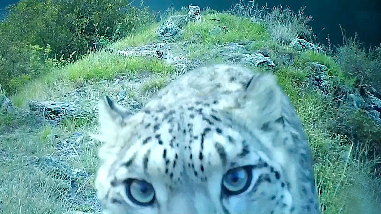 Snow leopard mum and playful cubs caught on camera in Russia