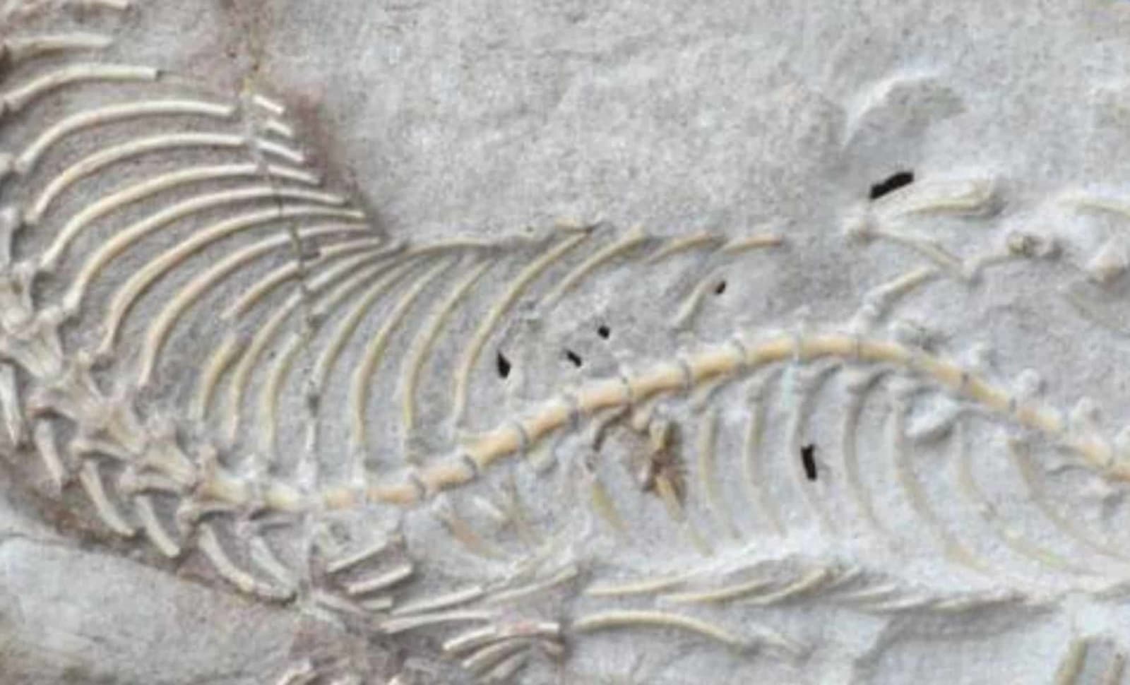 Scientists Found An Intact Skull Fossil Of An Ancient Creature With ...